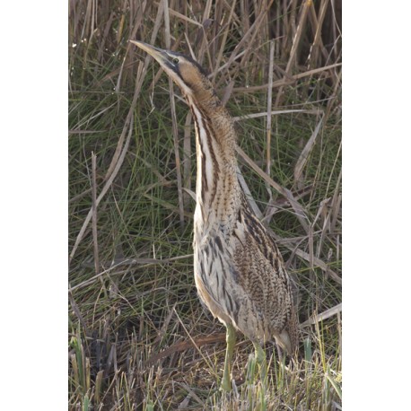 bittern minsmere